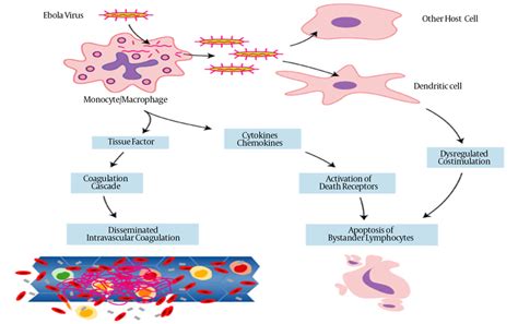 Paradigm Of Key Events In Ebola Virus Pathogenesis In Primates 36
