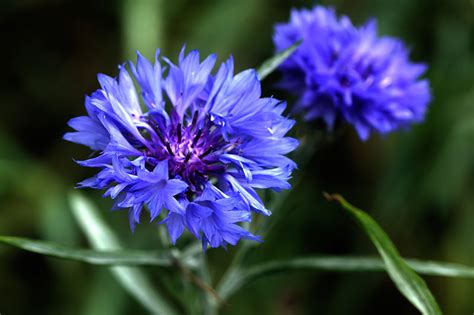 Why Are Flowers Called Bachelor Buttons At Hayden Champ Blog