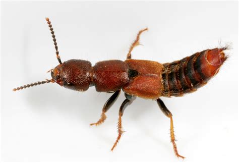 Rove Beetles The Beetles Order Coleoptera Of Southern California