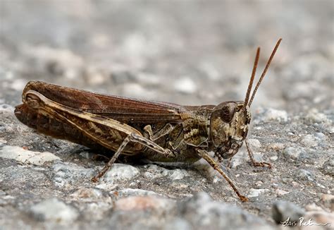 My World Of Bird Photography By Lars Petersson