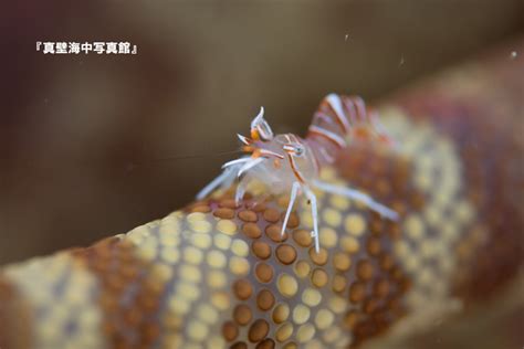 真壁海中写真館 バルスイバラモエビ