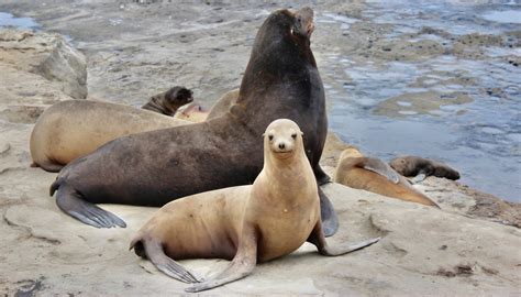 Seals Vs Sea Lions Whats The Difference