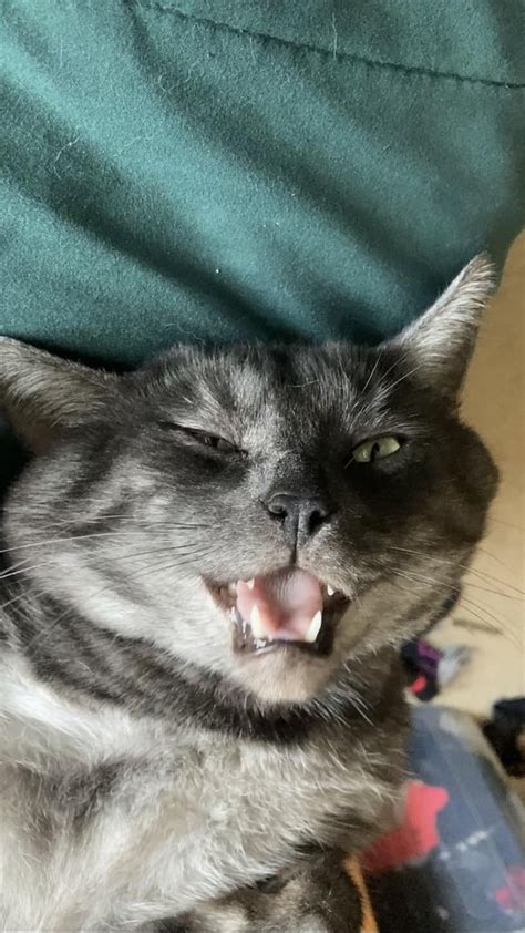 Always Plotting Rcats