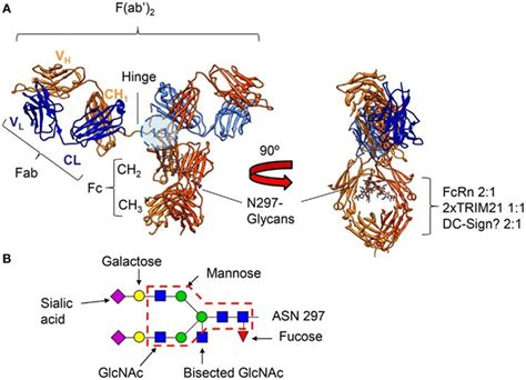 Tertiary Structure Labeled