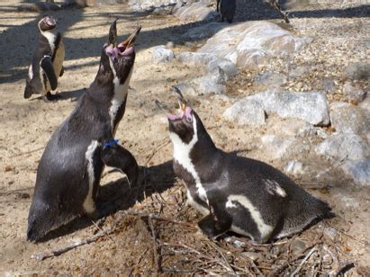Penguin Pride Same Sex Behaviour In Penguins Penguins International