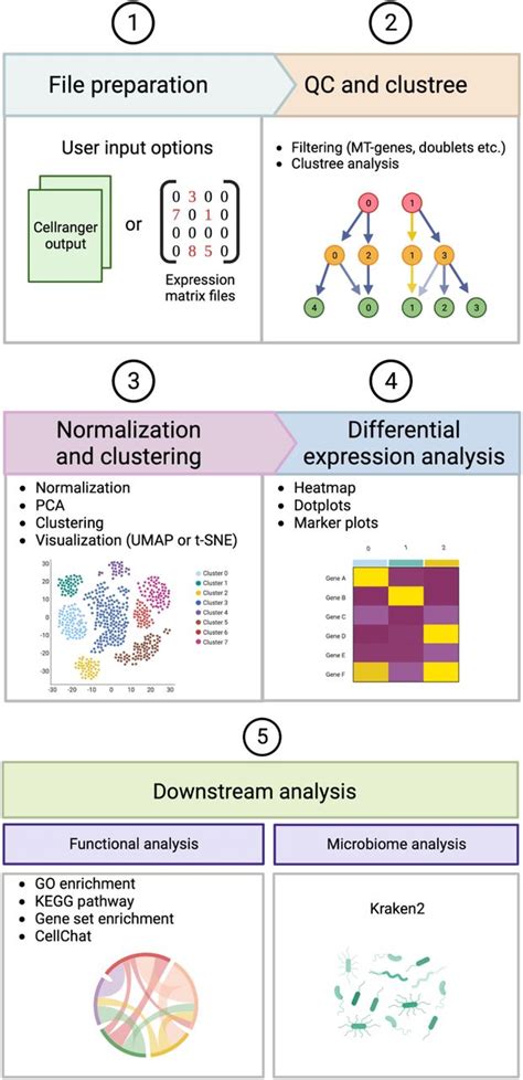 Cellsnake A User Friendly Tool For Single Cell RNA Sequencing