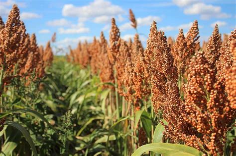 Sorghum Clipart Etc Clip Art Library