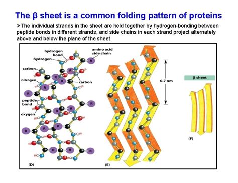 Cell Biology Protein Structure And Function Alberts Bruce