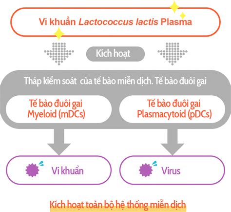 Vi Khuẩn Lactococcus Lactis Plasma Là Gì｜ Vi Khuẩn Lactococcus Lactis