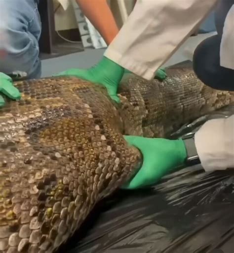 Video Dr Muhammad Ahmad Qadeer Na Linkedin Burmesepython