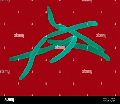 Coloured Scanning Electron Micrograph Sem Of Fusobacterium Nucleatum Gram Negative Anaerobic