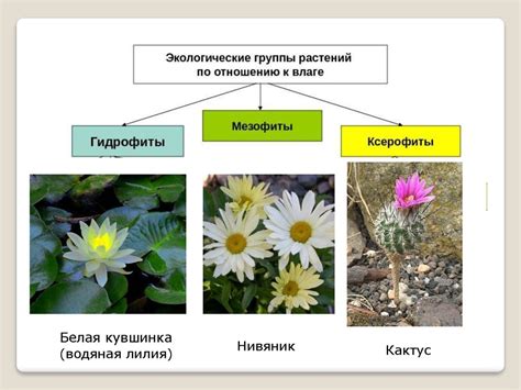 Экологические группы растений по отношению к влажности Online Presentation