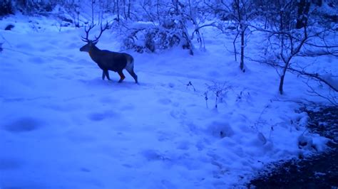 ლაგოდეხის ნაკრძალში ფოტომახემ კავკასიური კეთილშობილი ხარირმი დააფიქსირა Youtube
