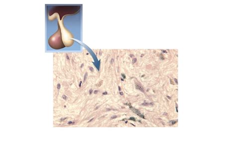 Slide 3 Diagram Quizlet
