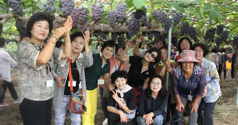 도농어울림과정 포도와인 만들기 체험