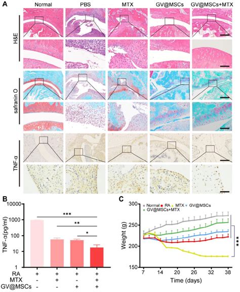 Histological Analysis A Hande Staining Upper And Safranin O Fast