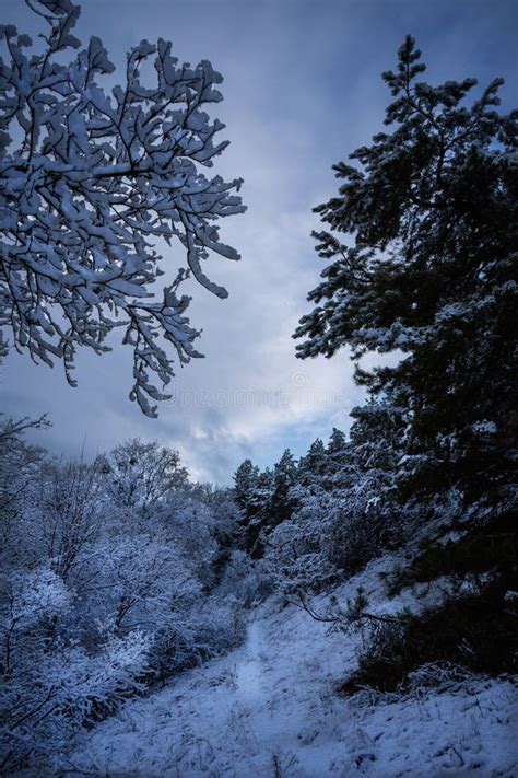 Snow White Winter Fairy Tale When Bare Trees Are Completely Covered With A Layer Of Snow Stock