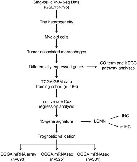 A Detailed Workflow For Our Study First Oncogenic Cellular
