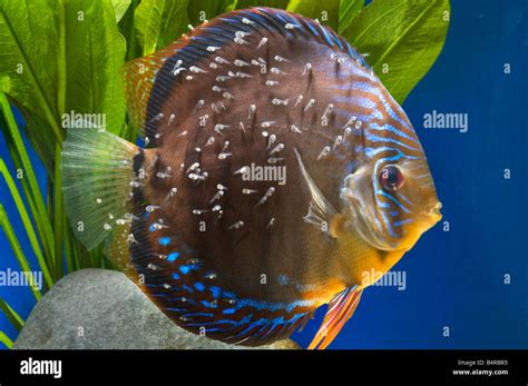 Identify Male And Female Discus Fish At Seth Reynolds Blog