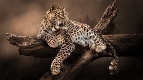 Majestic Leopard In Hd Stunning Wildlife Wallpaper