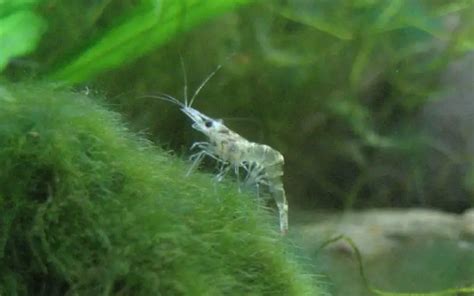 Ghost Shrimp Pregnancy Signs Care Stages And More