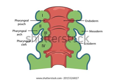 Pharyngeal Arches Development Embryology Stock Illustration 2015526827