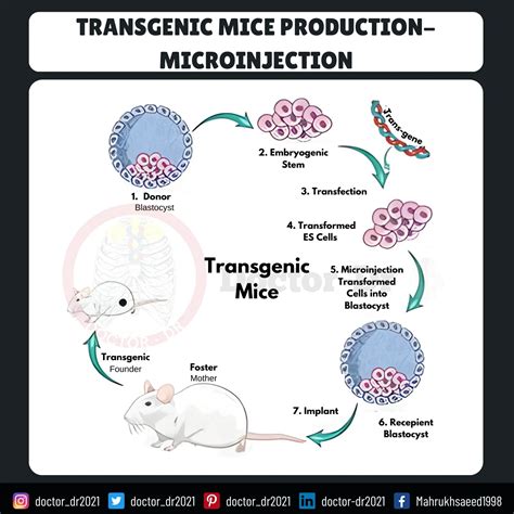 Microinjection Principles Steps Applications Advantages And Disadvantages Comprehensive Guide