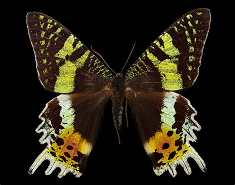 Madagascan Sunset Moth Chrysiridia Rhipheus Display Full Image