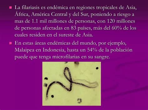 Ppt Onchocerca Volvulus Powerpoint Presentation Free Download Id 6088117