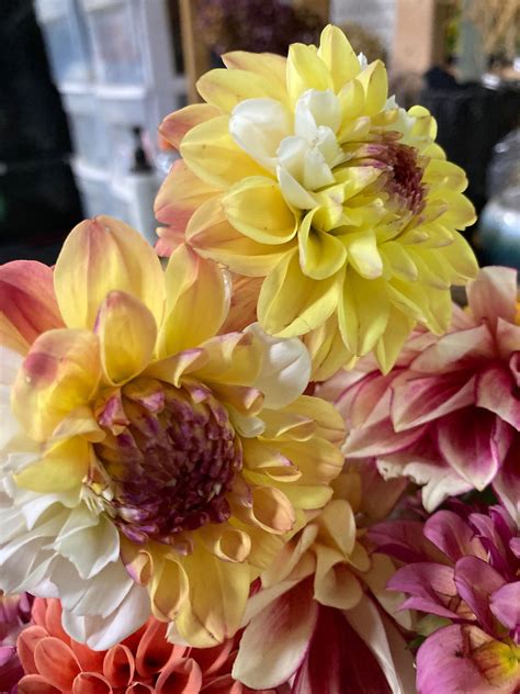 Dahlia Tubers Earth Angel Flower