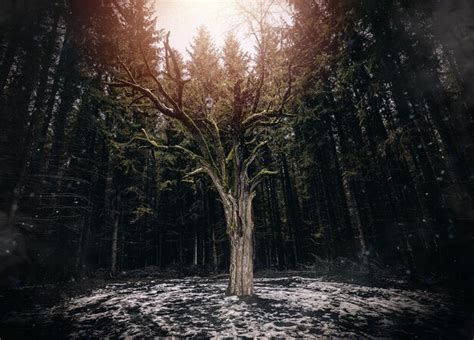 Premium Photo Lonely Dry Tree