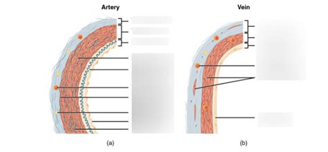 Artery And Vein Diagram Quizlet Artery And Vein Diagram Quizlet