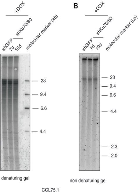 Figure 3 From Depletion Of Ku7080 Reduces The Levels Of