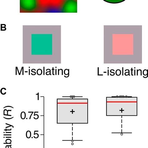 Experimental Design A Schematic Of The Experiment Individual Cones Download Scientific