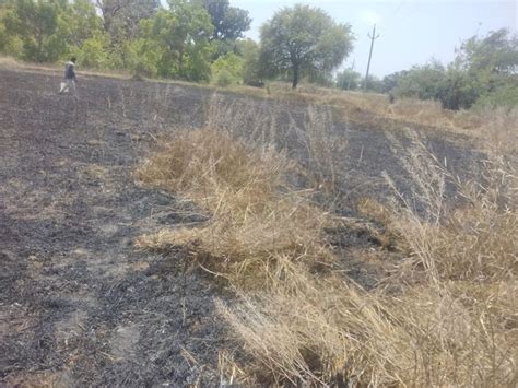 The Wheat Crop Planted In Two Bighas Was Burnt To Ashes The Villagers