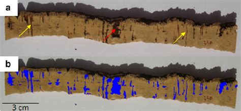 Example Of Defects On Cork The Yellow Arrows Point To Pores And The