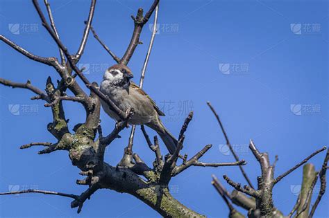 家麻雀——一种栖息在麻雀家族中的小鸟，生活在欧洲、亚洲和北非。