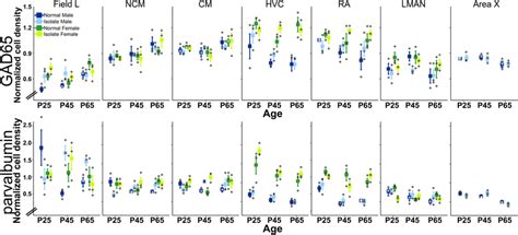 Quantification Of Inhibitory Cell Densities Across Sex Age Tutor