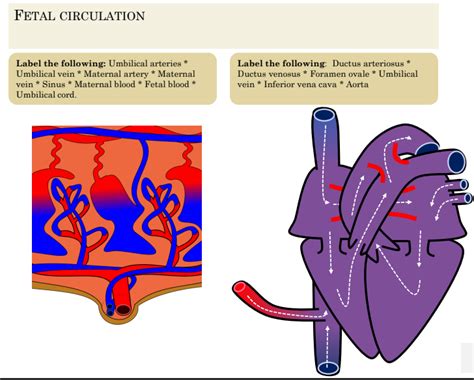 Fetal Circulation Diagram Quizlet