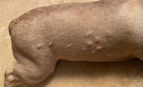 Bee And Wasp Stings In Dogs What To Do If Your Dog Is Stung Pet Advice