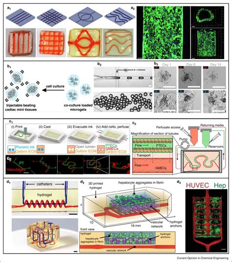 3d Printing Microfluidics And Organ On Chips Coming Together 3dprint