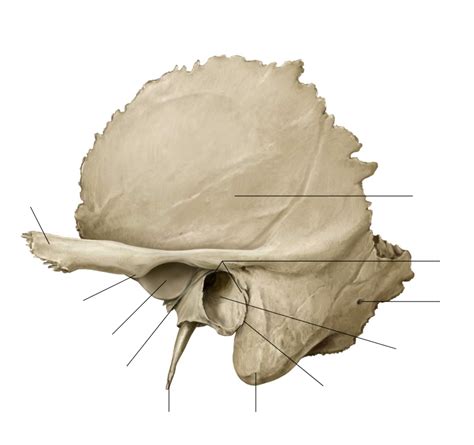 Temporal Bone Unlabeled