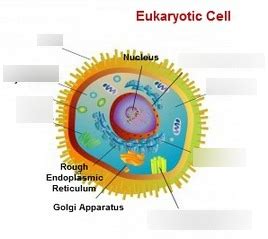Sample Eukaryote Diagram Quizlet