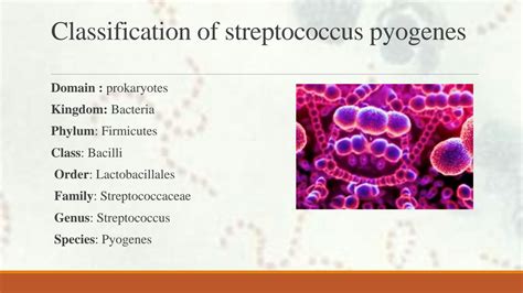 Solution Streptococcus Pyogenes Assignment Studypool Solution Streptococcus Pyogenes Assignment Studypool