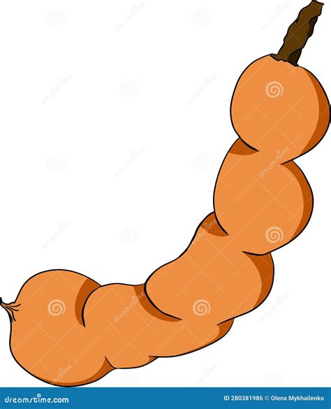 Hand Drawn Tamarind Tamarindus Indica Vector Colored Illustration 280381986