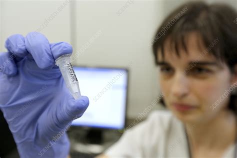 Extracting Dna In Hospital Pathology Lab Stock Image C0612776