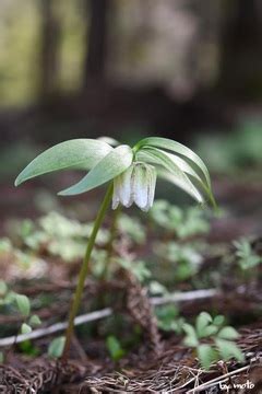 コシノコバイモ伏し目がち 野山の花たち
