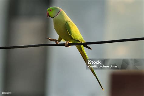아침 빛에 녹색 앵무새 인도 앵무새의 신호 전선 또는 케이블에 앉아서 가장 잘 찾고 아름 다운 인도 녹색 앵무새 선택적 초점 배경이 있는 Ringneck Parakeet