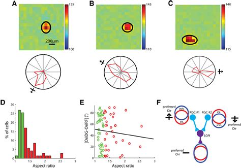 Receptive Field Structure Of Orientation Axis Selective Rgcs A C Download Scientific Diagram