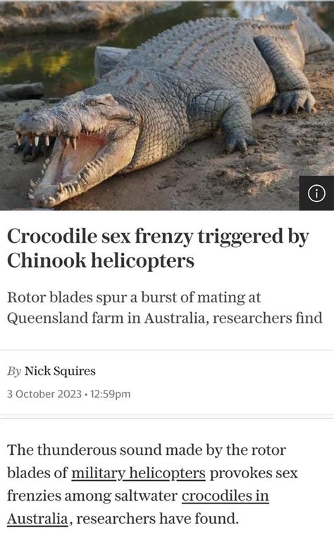 Crocodile Sex Frenzy Triggered By Chinook Helicopters Raustralia